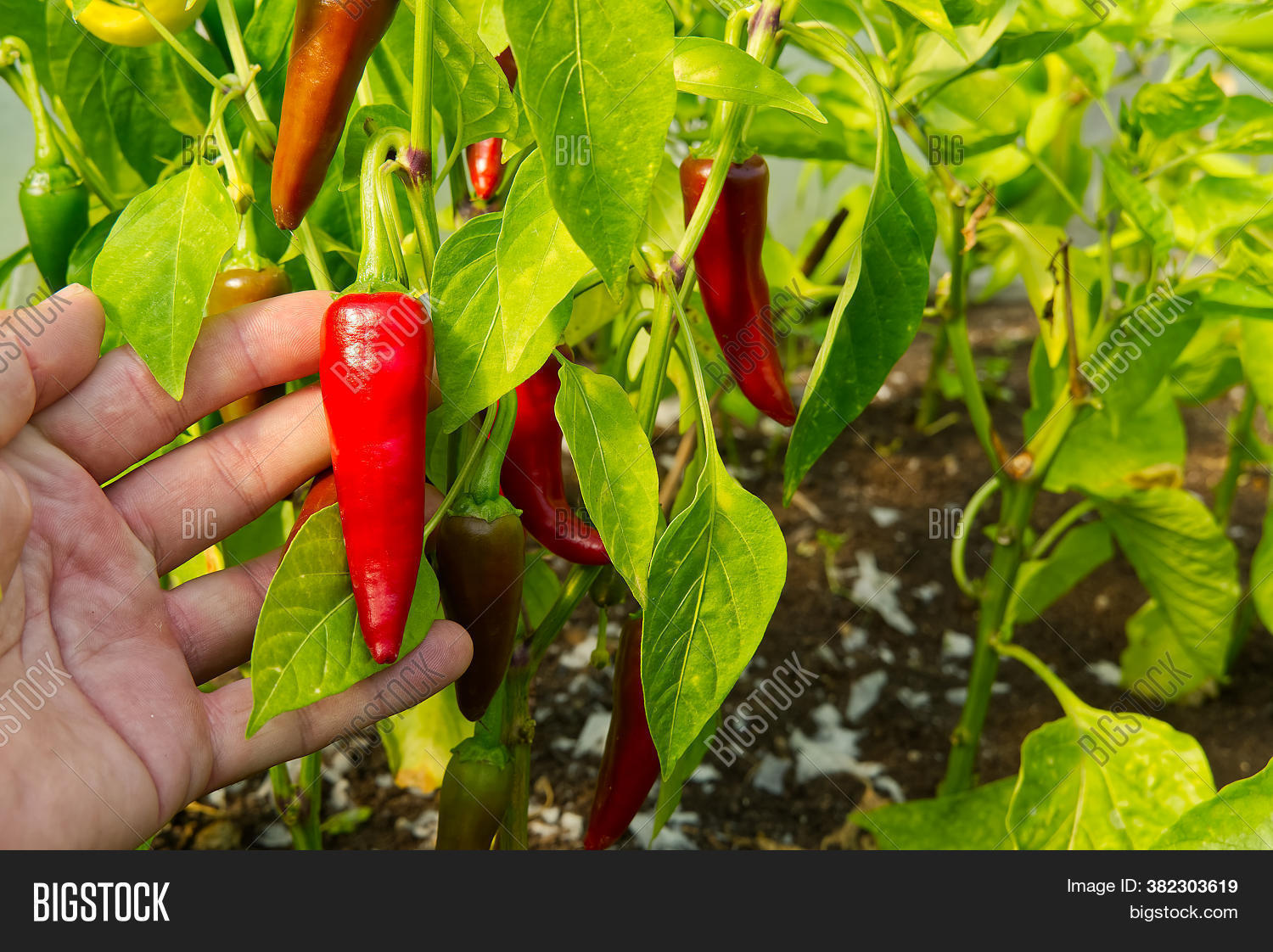 Ripe Red Hot Pepper Image & Photo (Free Trial) | Bigstock