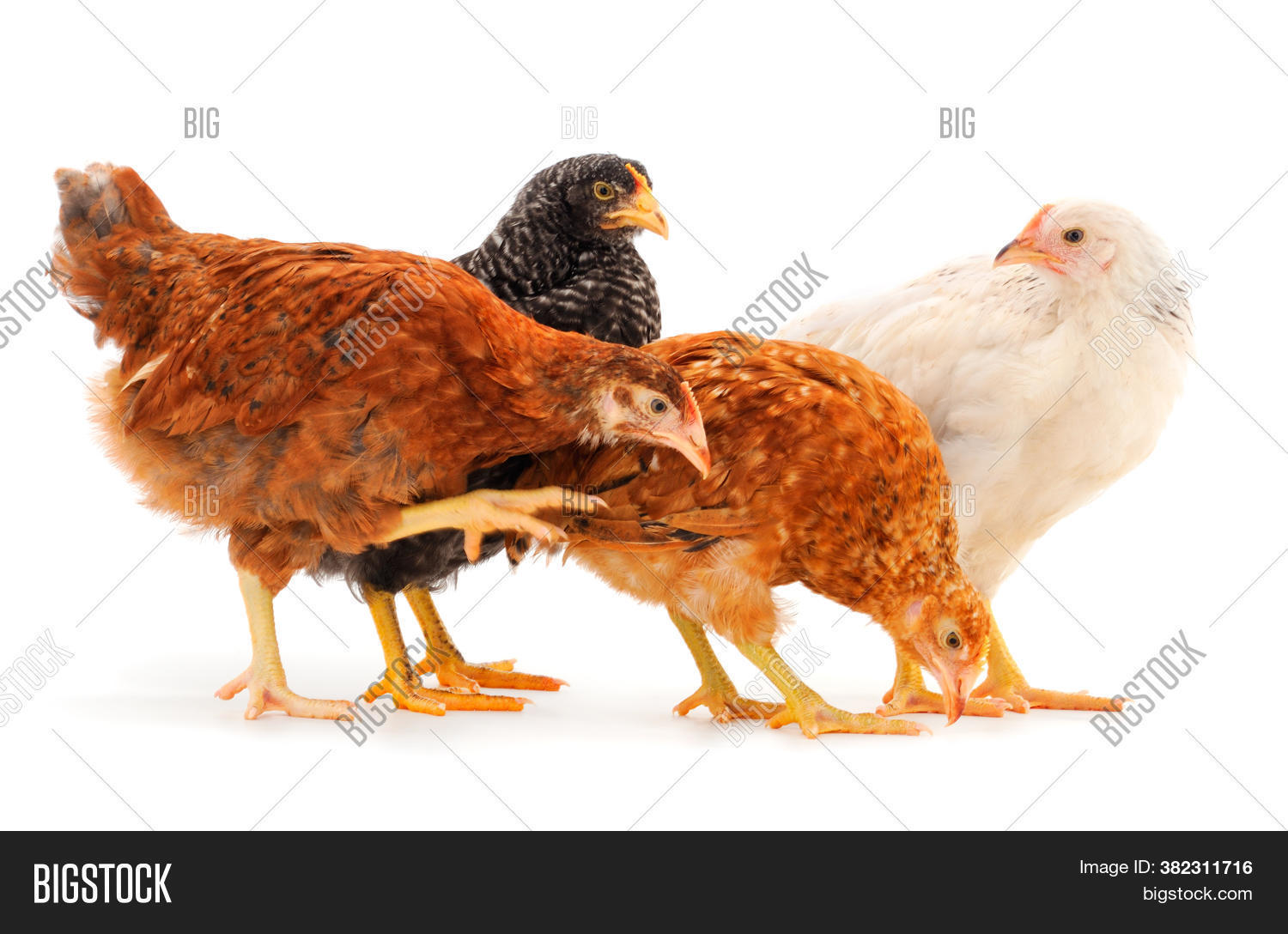 Four Young Brown Hens Image & Photo (Free Trial) | Bigstock