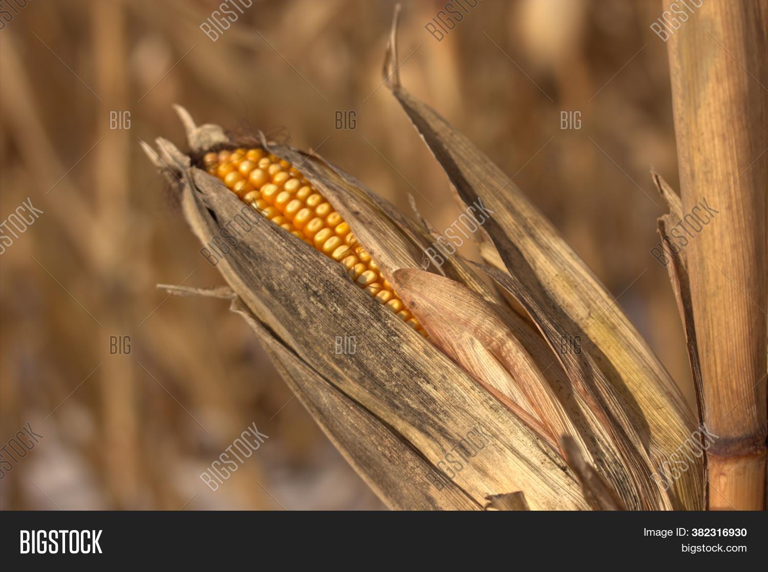 Yellow Healthy Corn Image & Photo (Free Trial) | Bigstock