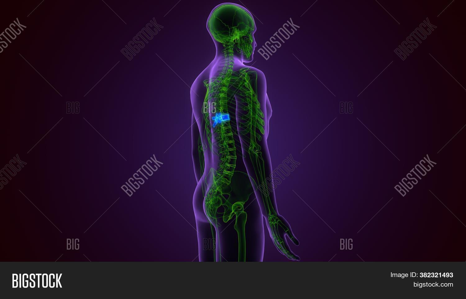 3d Illustration Human Image & Photo (Free Trial) | Bigstock