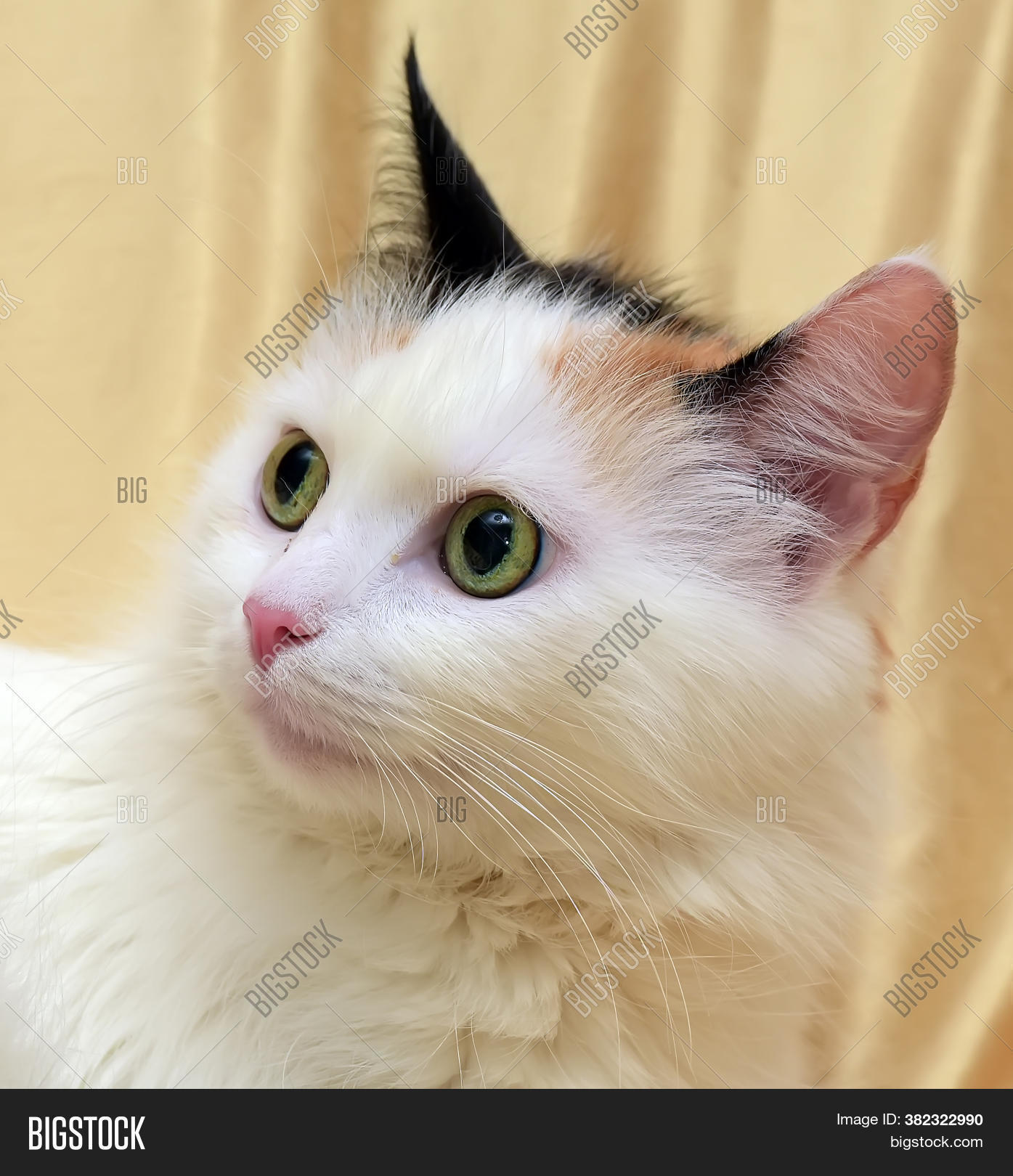 Beautiful Fluffy Three Image & Photo (Free Trial) | Bigstock