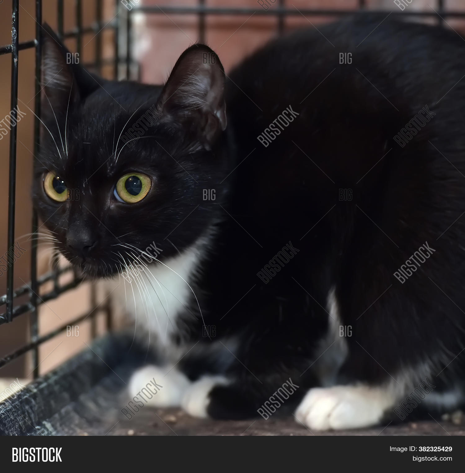 Scared Black White Cat Image & Photo (Free Trial) | Bigstock