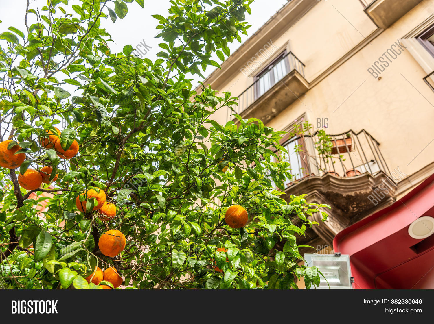Close Orange Tree Image & Photo (Free Trial) | Bigstock