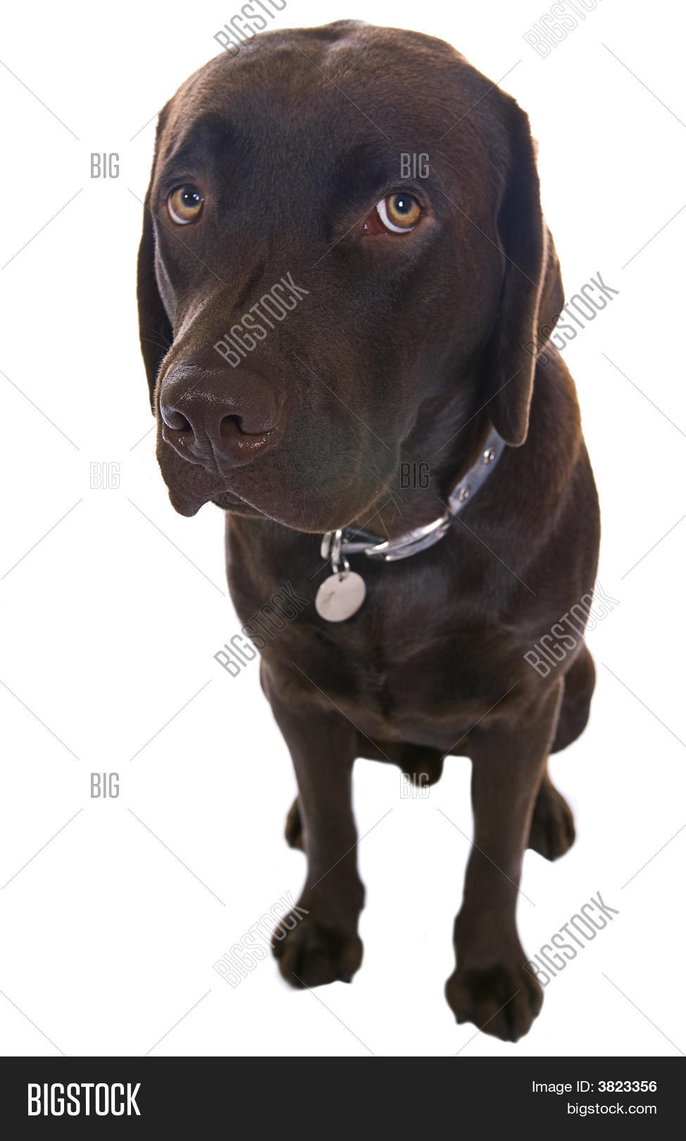 Cute Labrador Big Image & Photo (Free Trial) | Bigstock