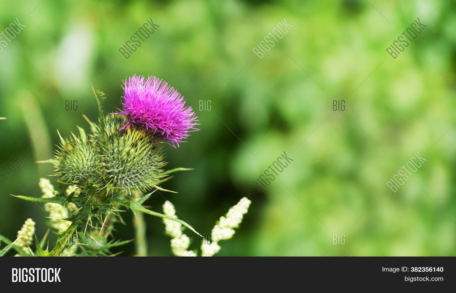 Prickly Purple Thistle Image & Photo (Free Trial) | Bigstock