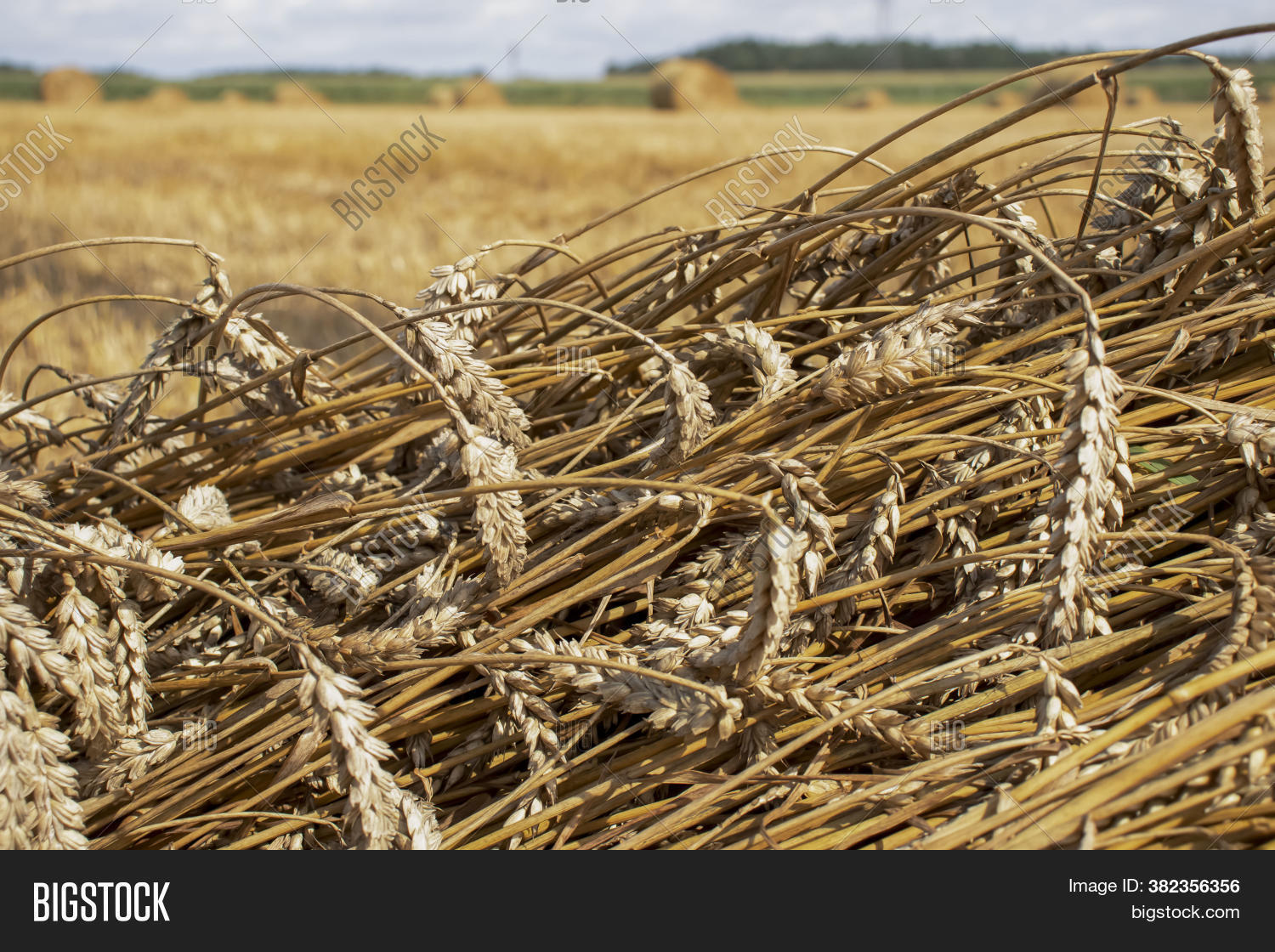 Wheat On Field. Image & Photo (Free Trial) | Bigstock