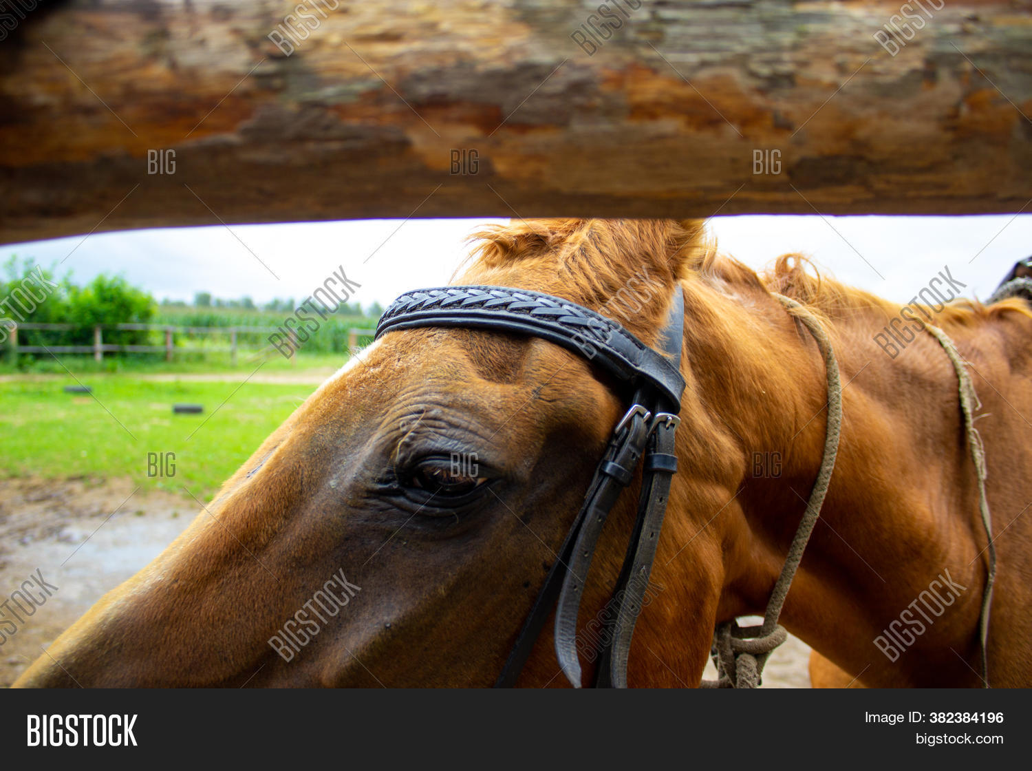 Closeup Horse Head Image & Photo (Free Trial) | Bigstock