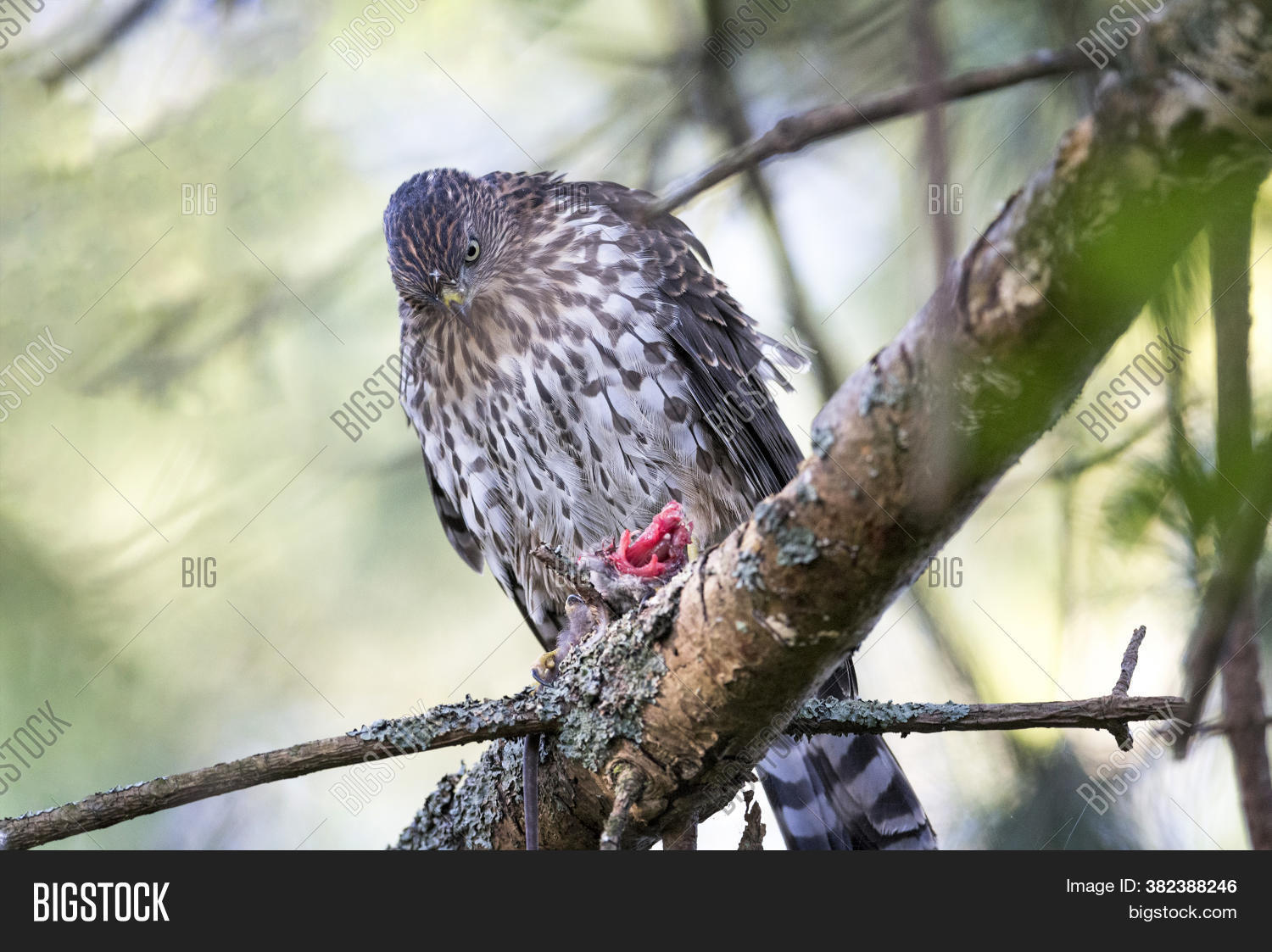Juvenile Cooper's Hawk Image & Photo (Free Trial) | Bigstock