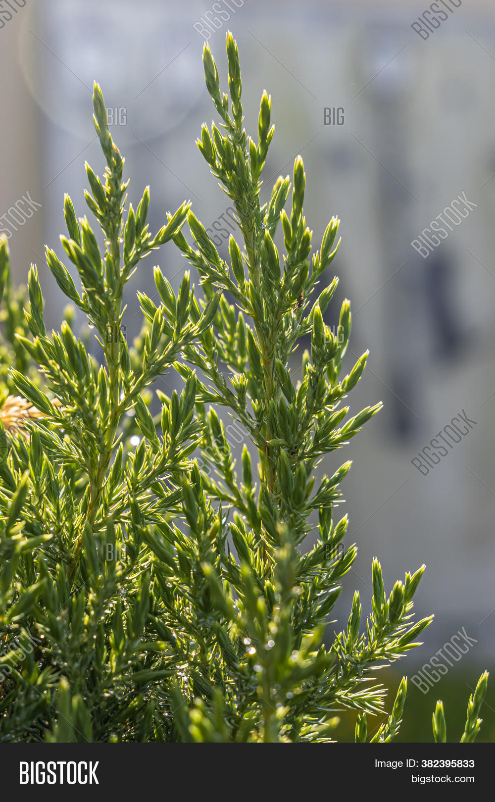 Branch Juniper On Image & Photo (Free Trial) | Bigstock