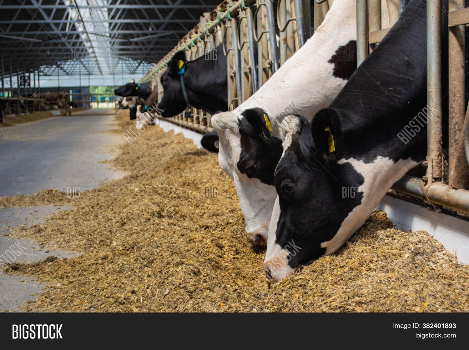 Cows On Modern Farm Image & Photo (Free Trial) | Bigstock