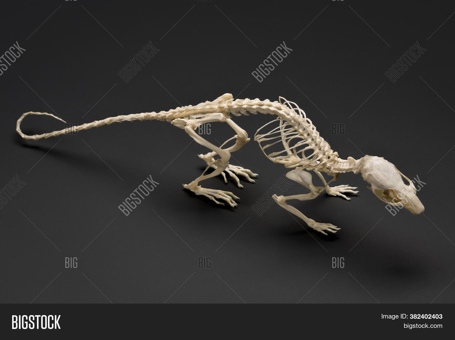Skeleton Rat. Handbook Image & Photo (Free Trial) | Bigstock