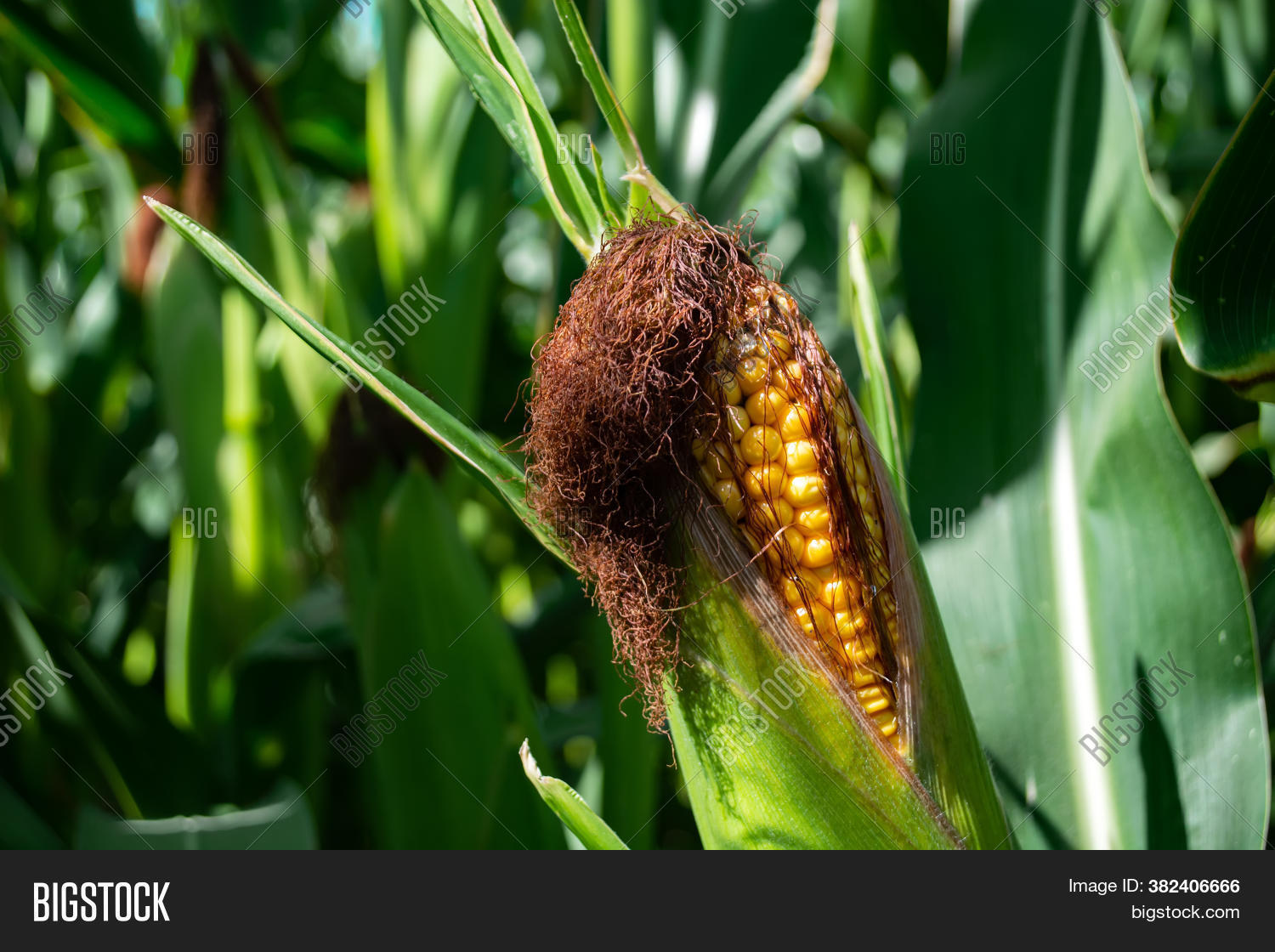 Corn Cobs Field Image & Photo (Free Trial) | Bigstock
