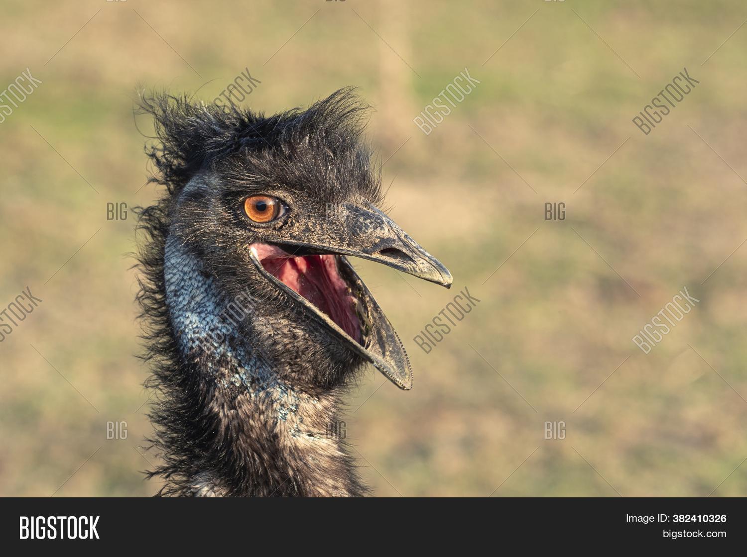Ostrich Open Beak, Image & Photo (Free Trial) | Bigstock