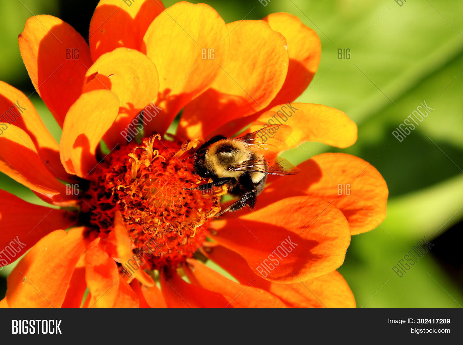 Hard Working Bee On Image & Photo (Free Trial) | Bigstock