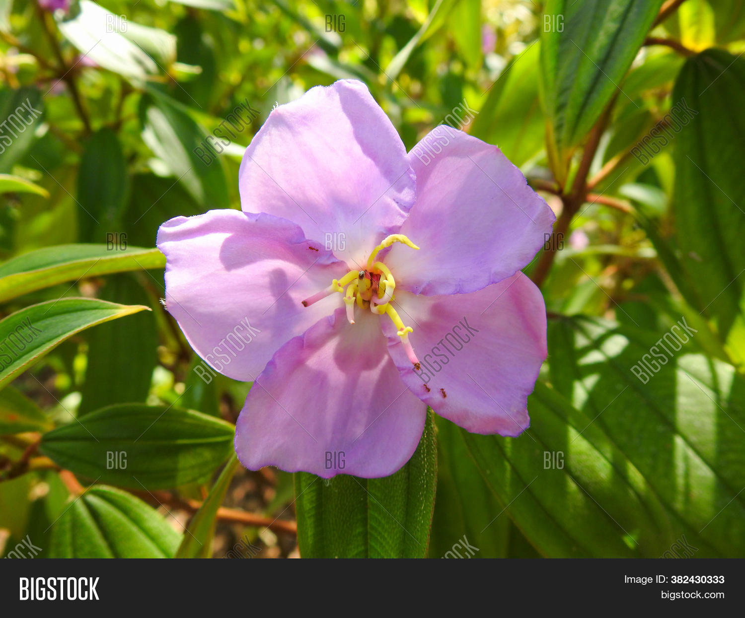 Dwarf Princess Flower Image & Photo (Free Trial) | Bigstock