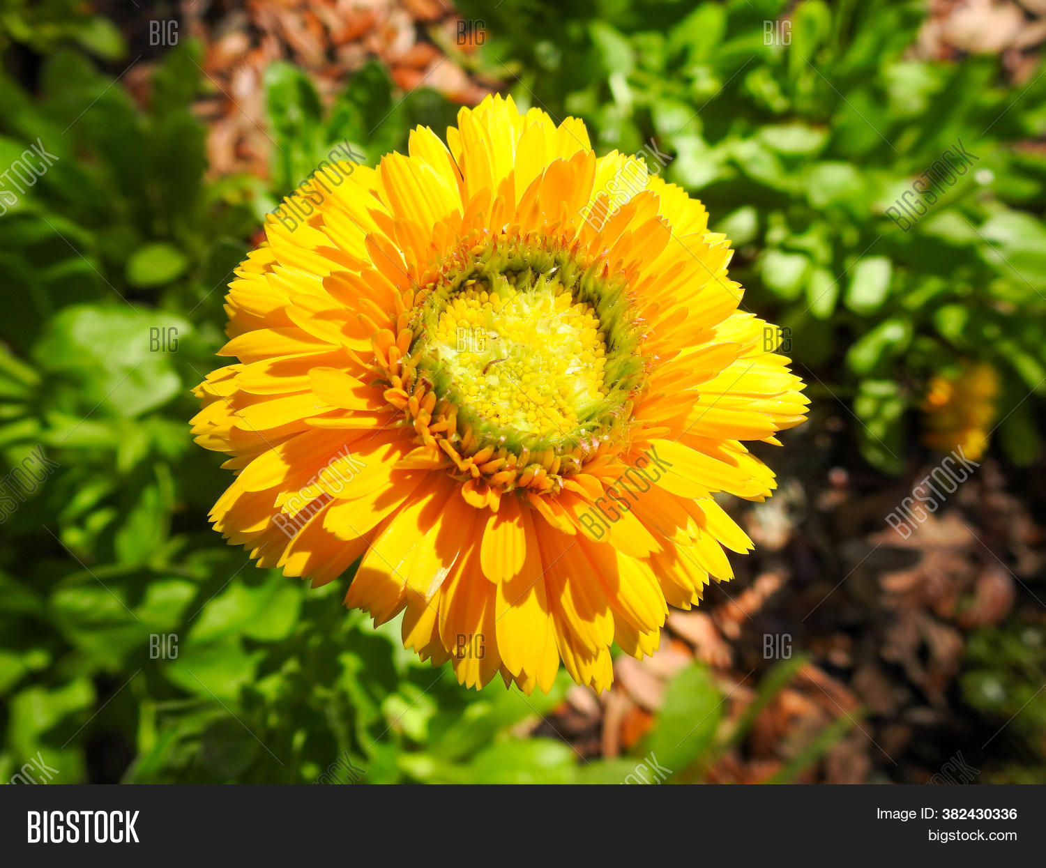 Beautiful Yellow Image & Photo (Free Trial) | Bigstock