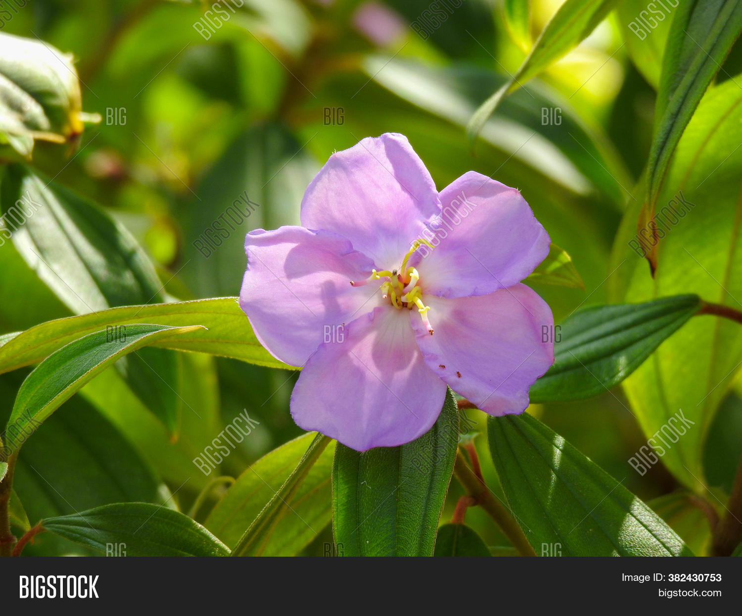 Dwarf Princess Flower Image & Photo (Free Trial) | Bigstock