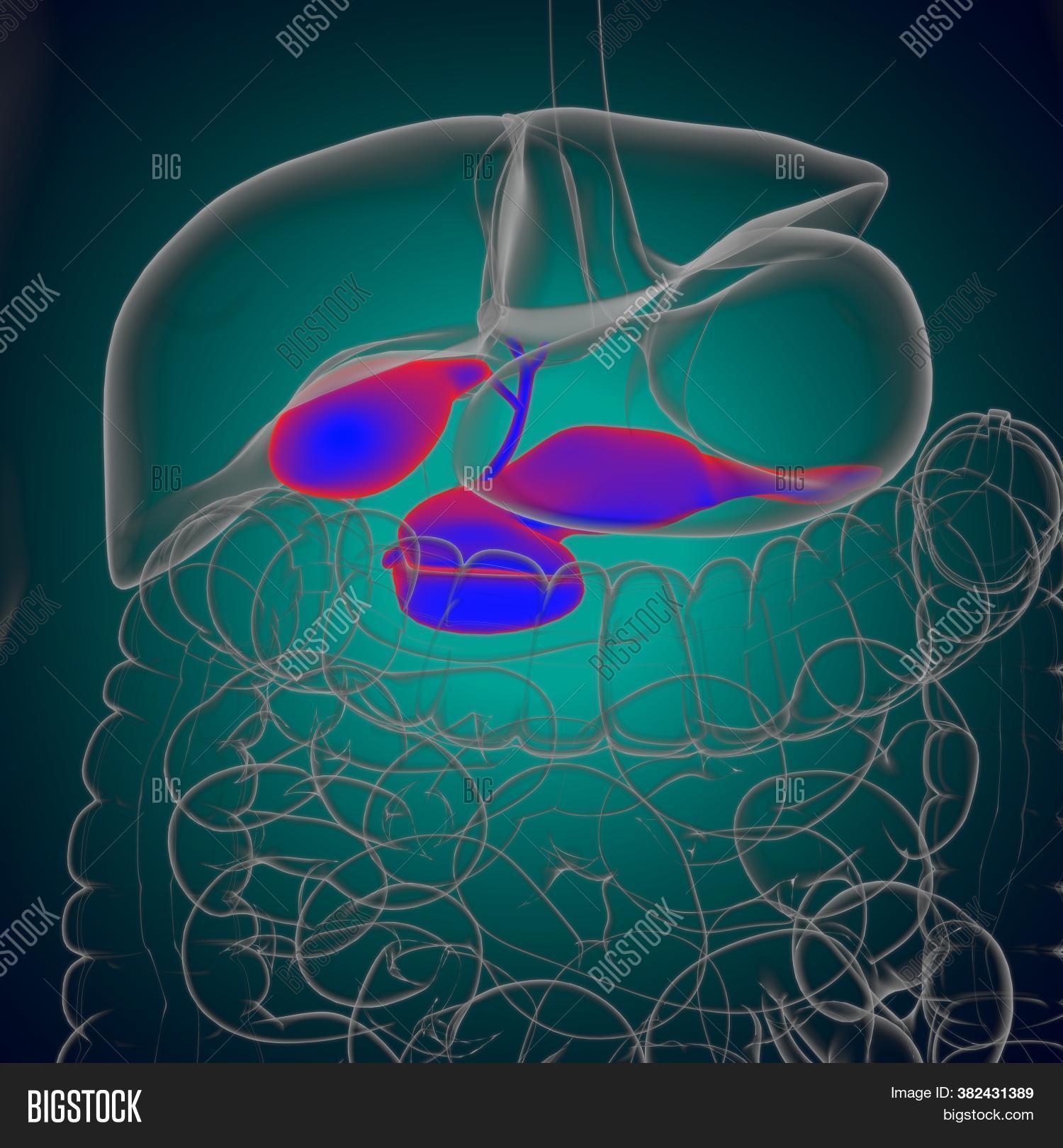Gall Bladder Human Image & Photo (Free Trial) | Bigstock