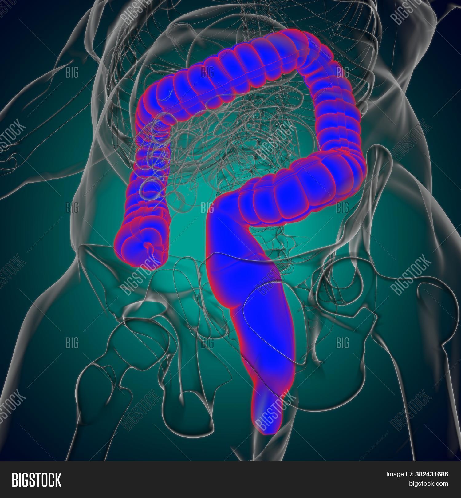 Large Intestine 3D Image & Photo (Free Trial) | Bigstock