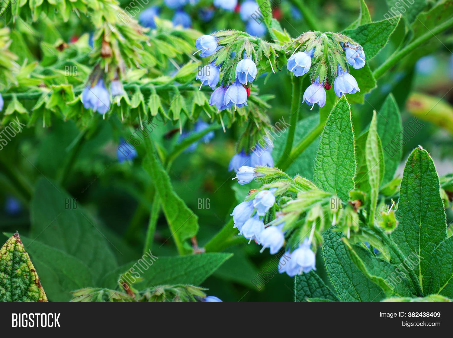 Small Blue Flower Image & Photo (Free Trial) | Bigstock