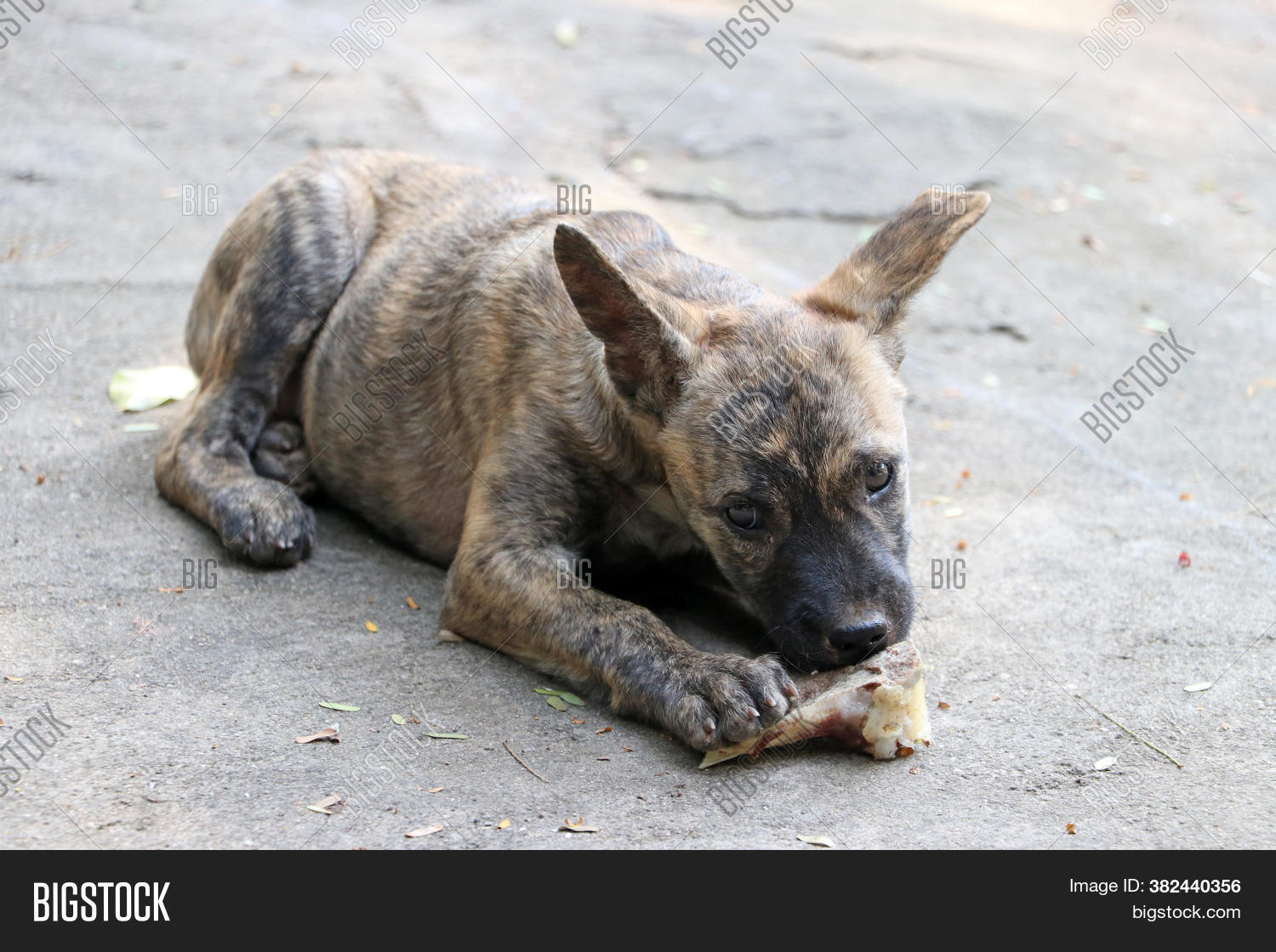 Puppy Gnawing Bones On Image & Photo (Free Trial) | Bigstock