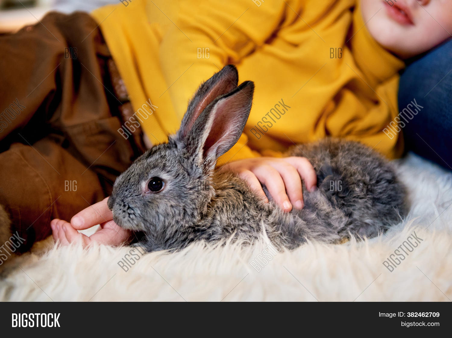 Boy Playing Rabbits. Image & Photo (Free Trial) | Bigstock