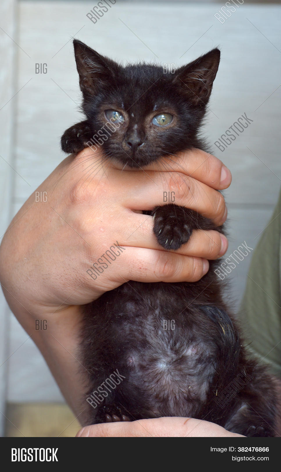 Black Kitten Hands Image & Photo (Free Trial) | Bigstock