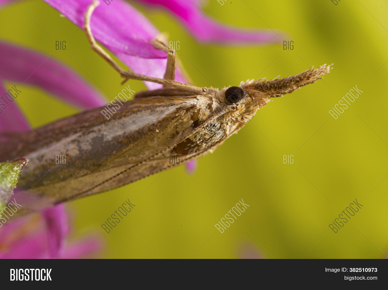 Moth Proboscis