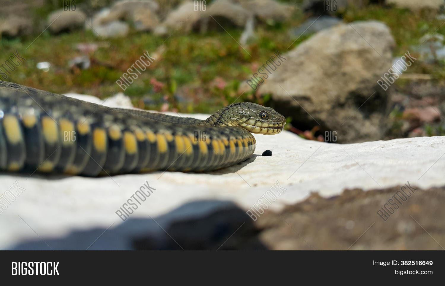 Selective Focus On Image & Photo (Free Trial) | Bigstock
