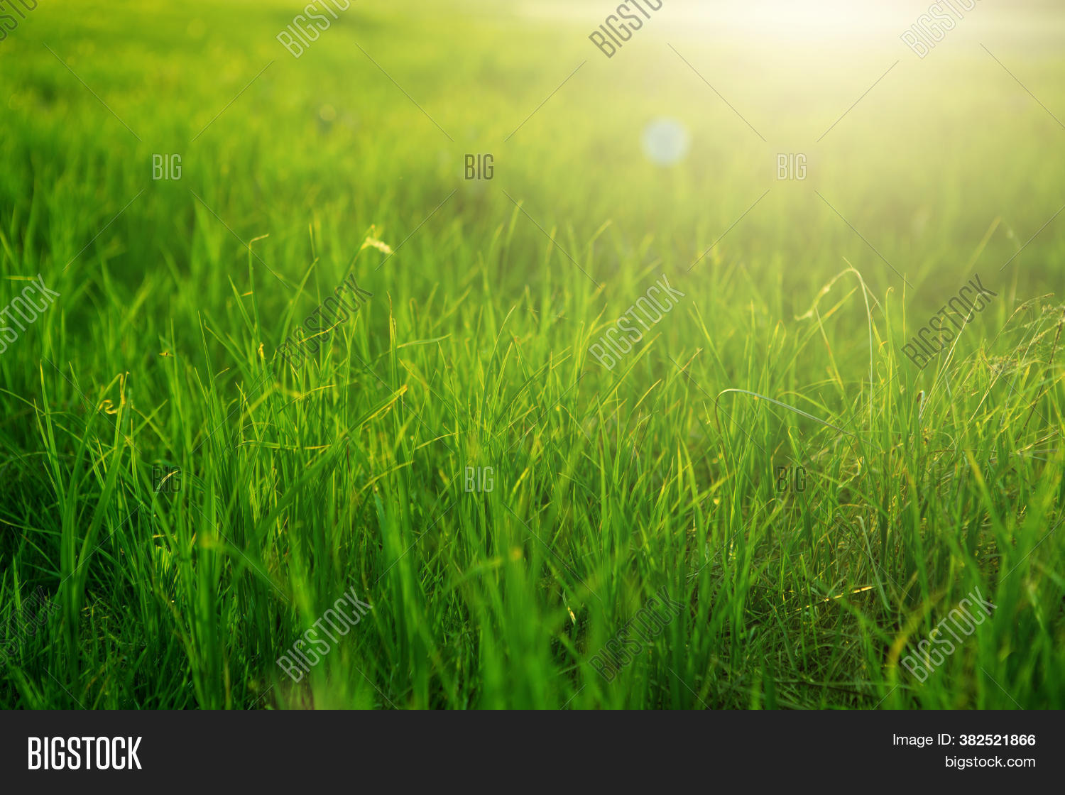 Spring Fresh Bright Image & Photo (Free Trial) | Bigstock