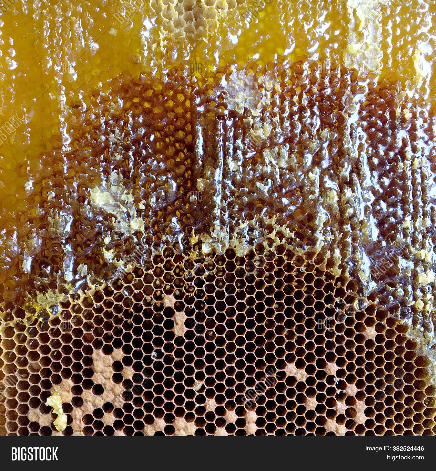 Drop Bee Honey Drip Image & Photo (Free Trial) | Bigstock