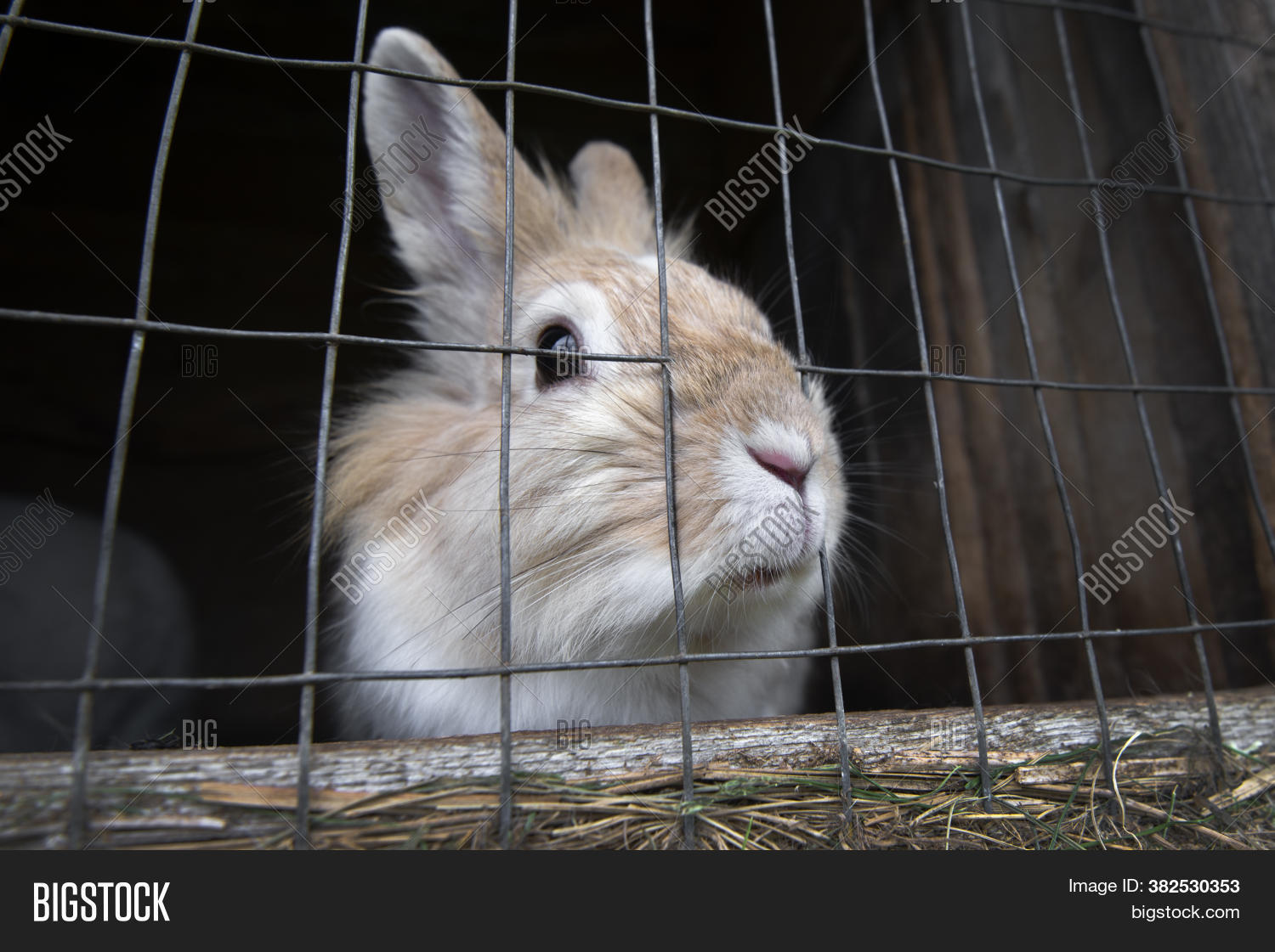 Rabbit Cage Close . Image & Photo (Free Trial) | Bigstock