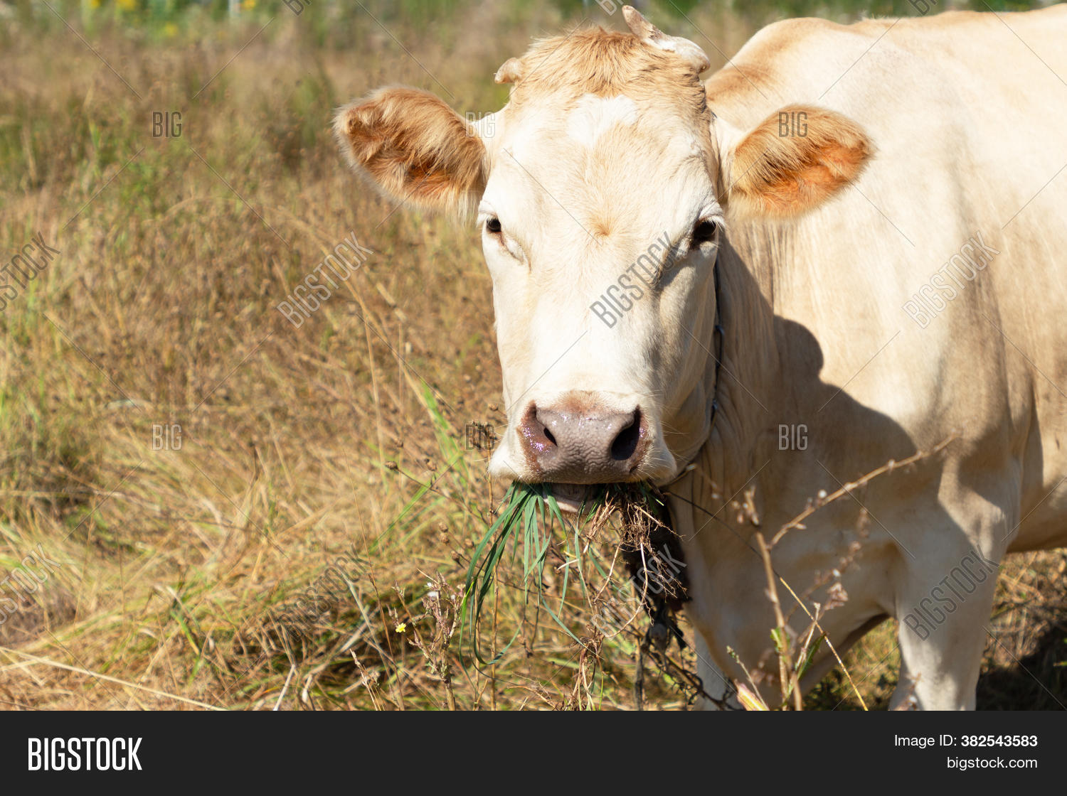 Cream Colored Cow Image & Photo (Free Trial) | Bigstock