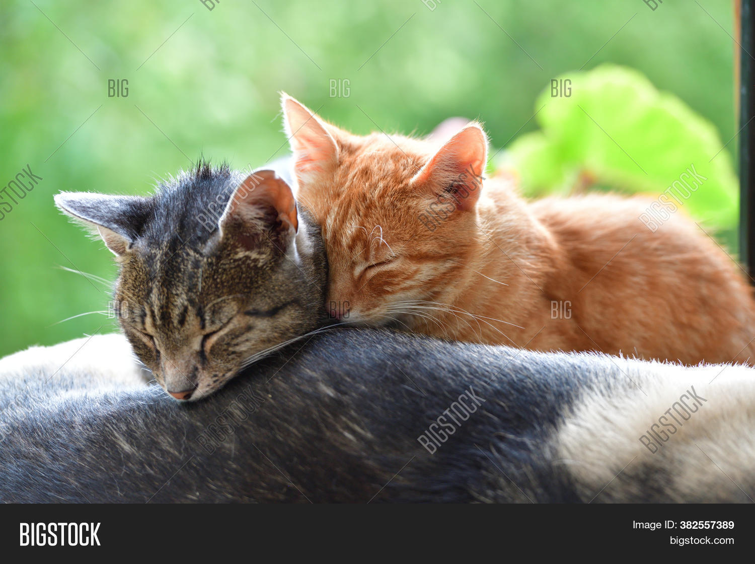 Two Domestic Cats Image & Photo (Free Trial) | Bigstock