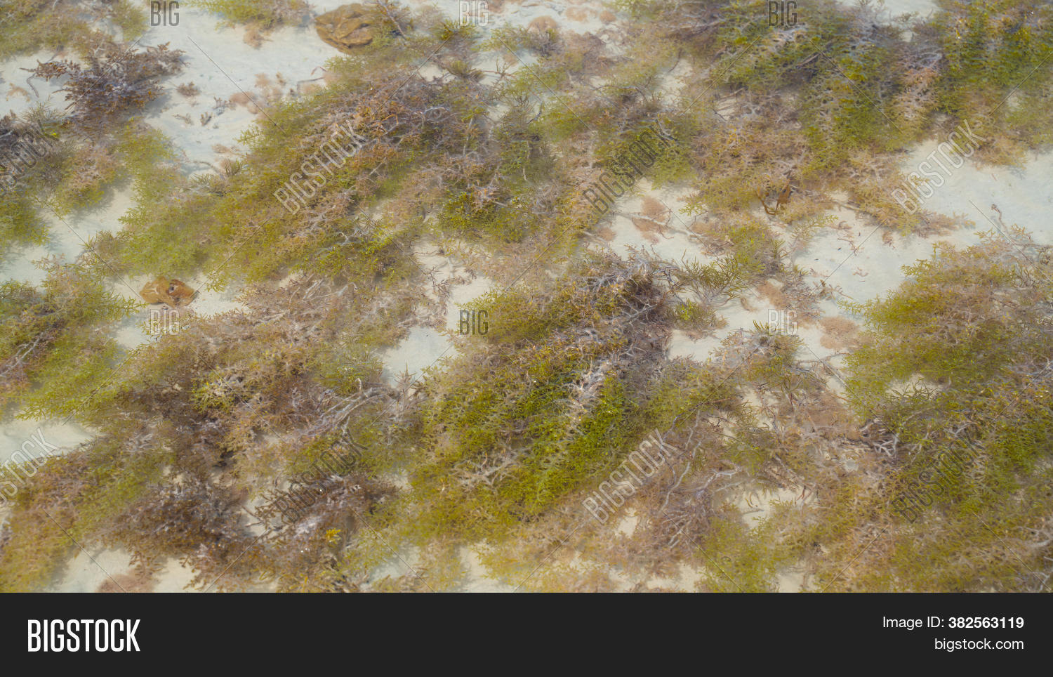 Background Seaweed Image & Photo (Free Trial) | Bigstock
