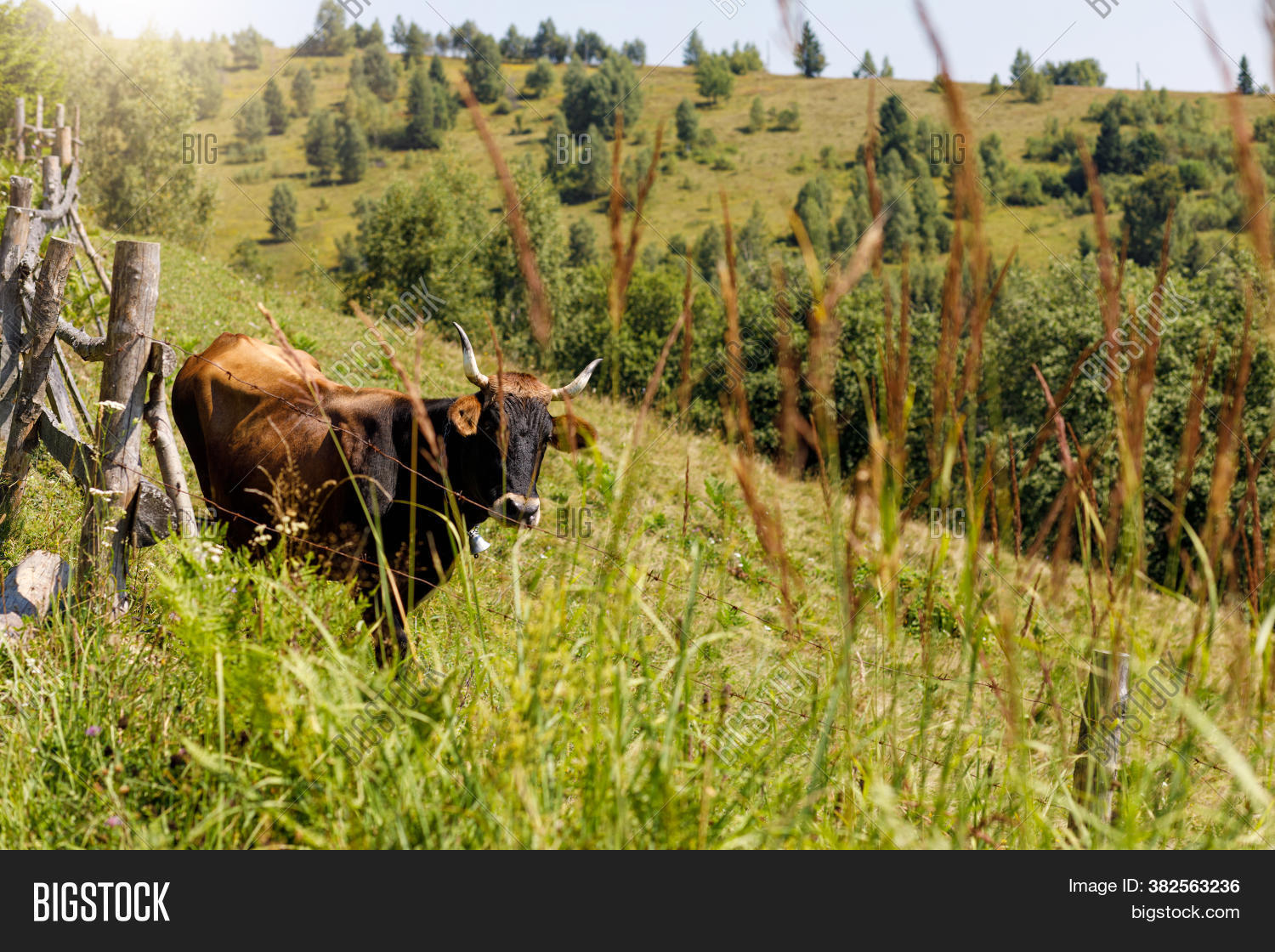 Cow Pasture Near Fence Image & Photo (Free Trial) | Bigstock