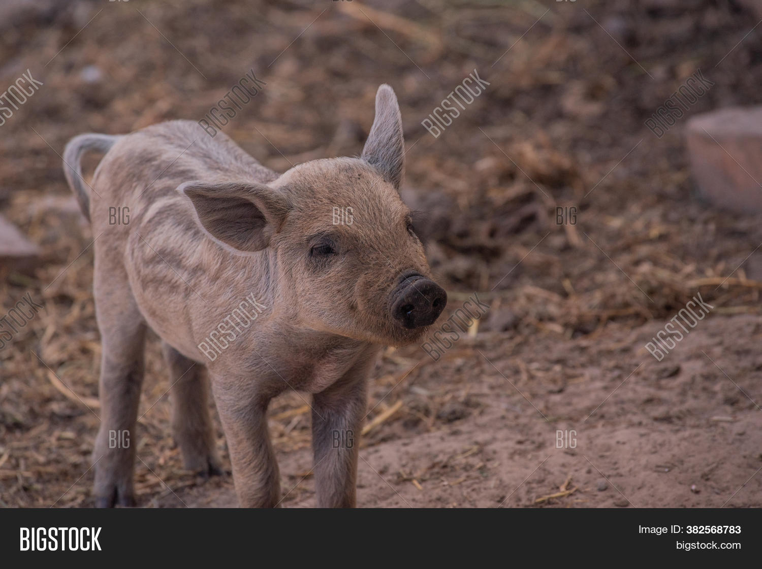 Mangalica Hungarian Image & Photo (Free Trial) | Bigstock