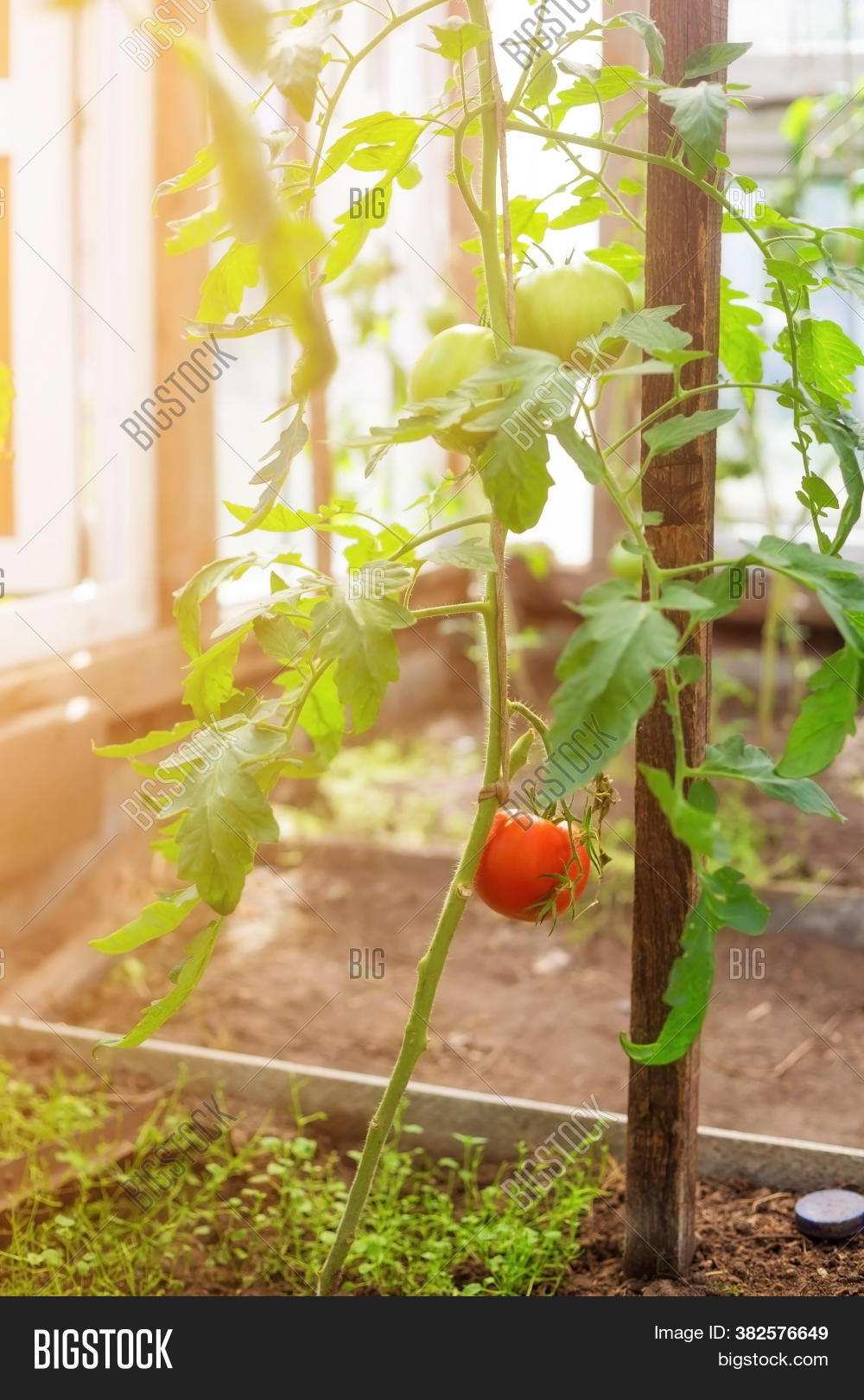Tomatoes Garden, Image & Photo (Free Trial) | Bigstock