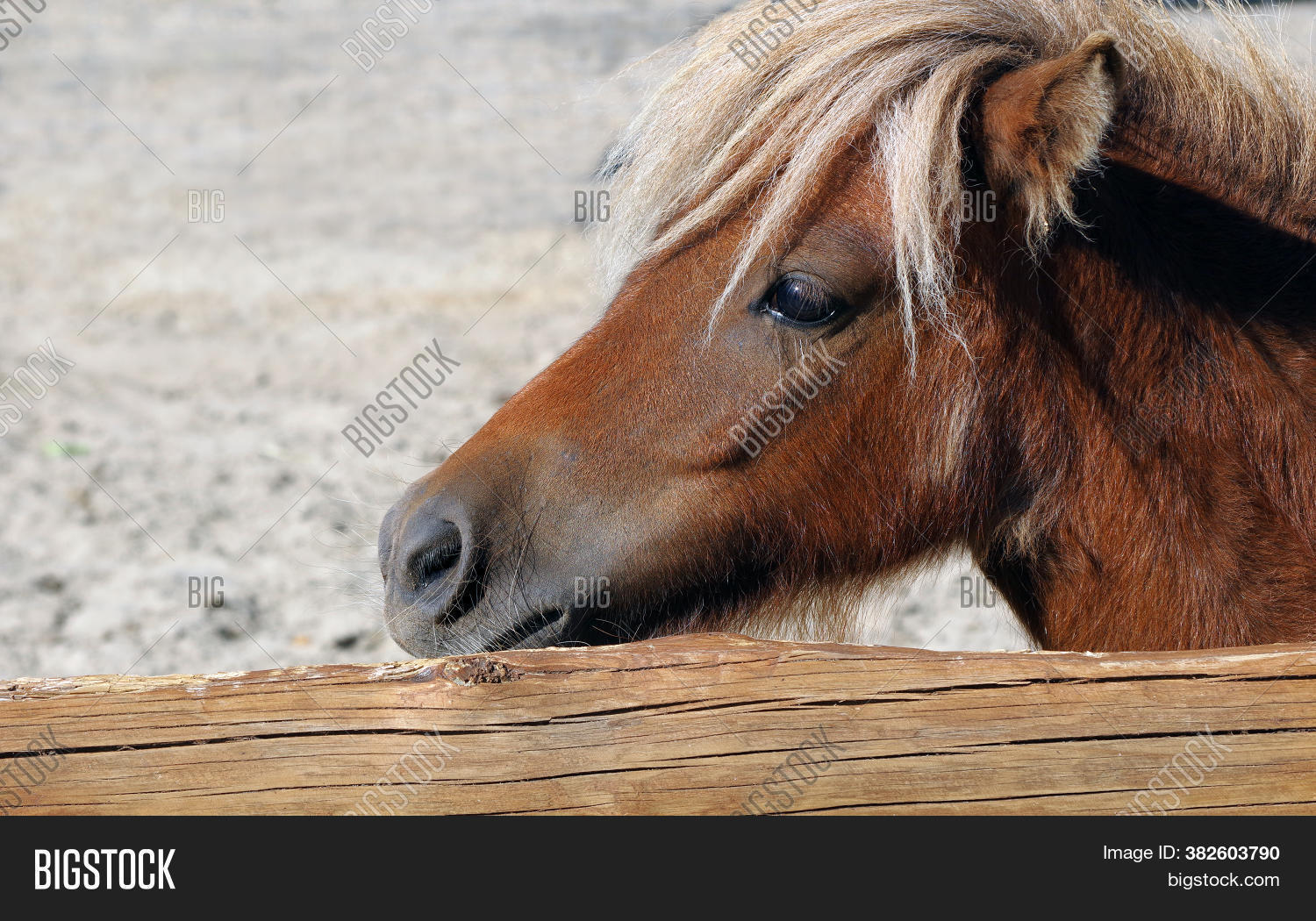 Portrait Brown Little Image & Photo (Free Trial) | Bigstock