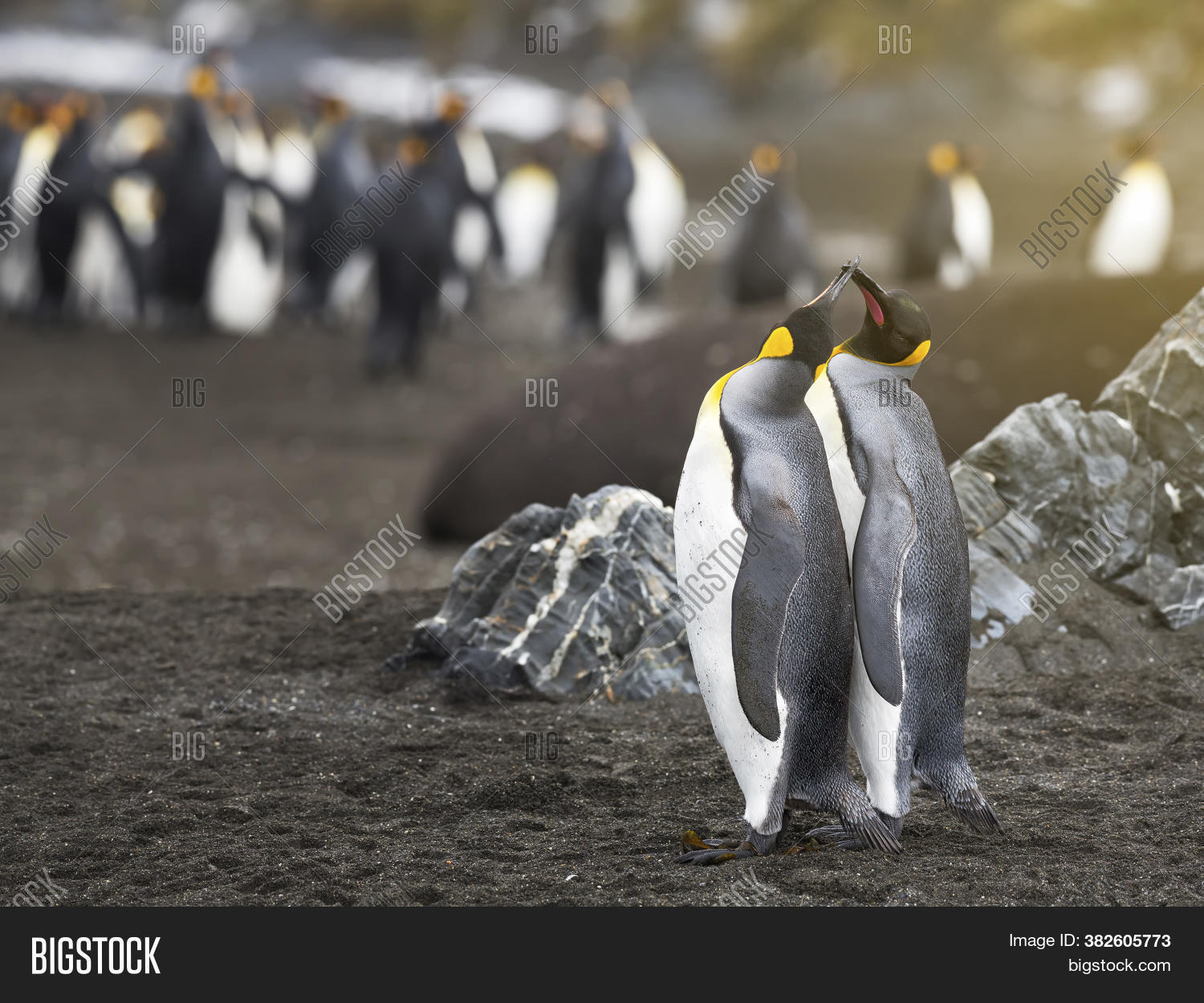 Two Penguins Together Image & Photo (Free Trial) | Bigstock