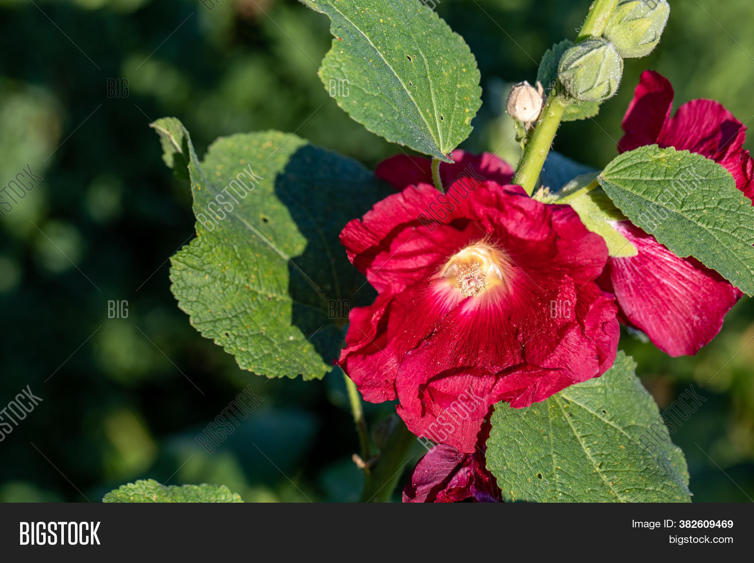 Mallow Flowers, Image & Photo (Free Trial) | Bigstock