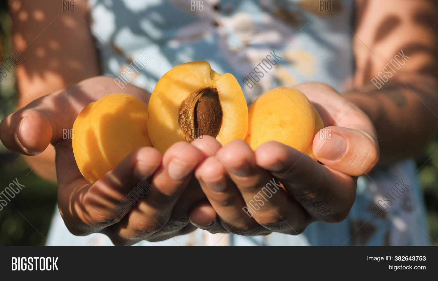 Apricot. Female Hands Image & Photo (Free Trial) | Bigstock