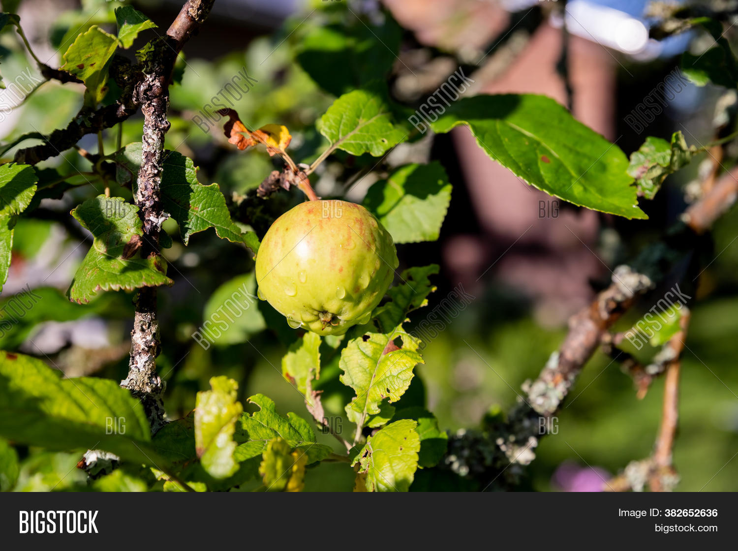 Bunch Green Apples On Image & Photo (Free Trial) | Bigstock