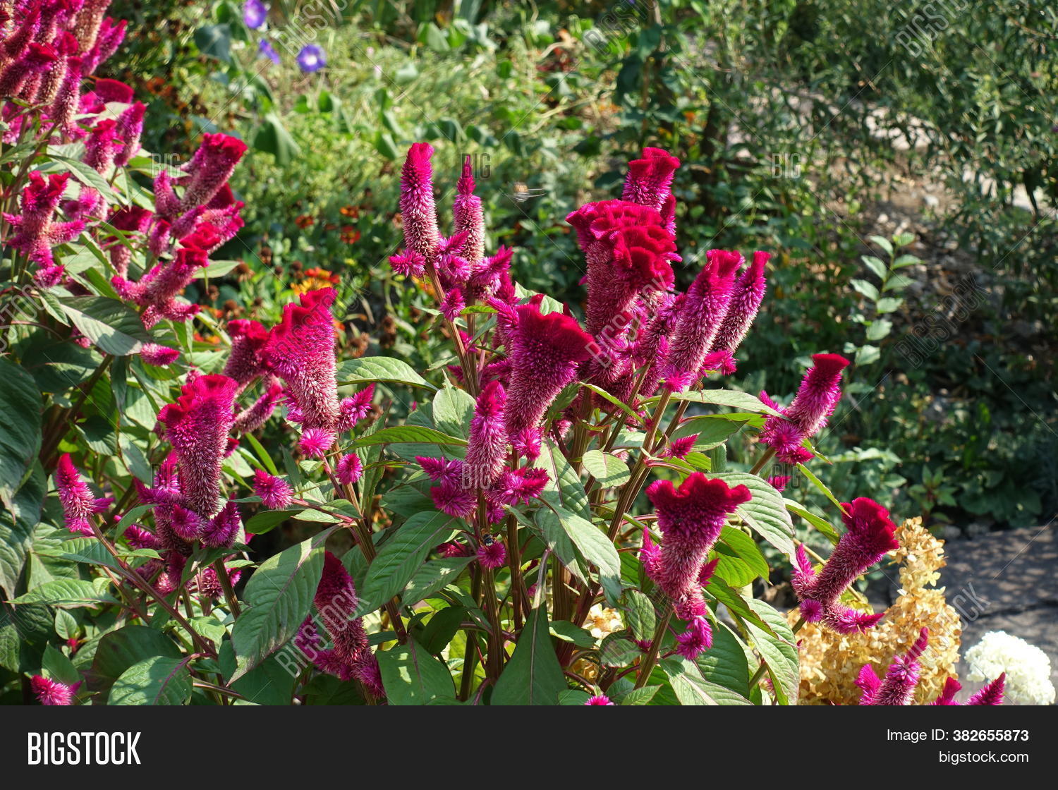 Magenta Colored Image & Photo (Free Trial) | Bigstock