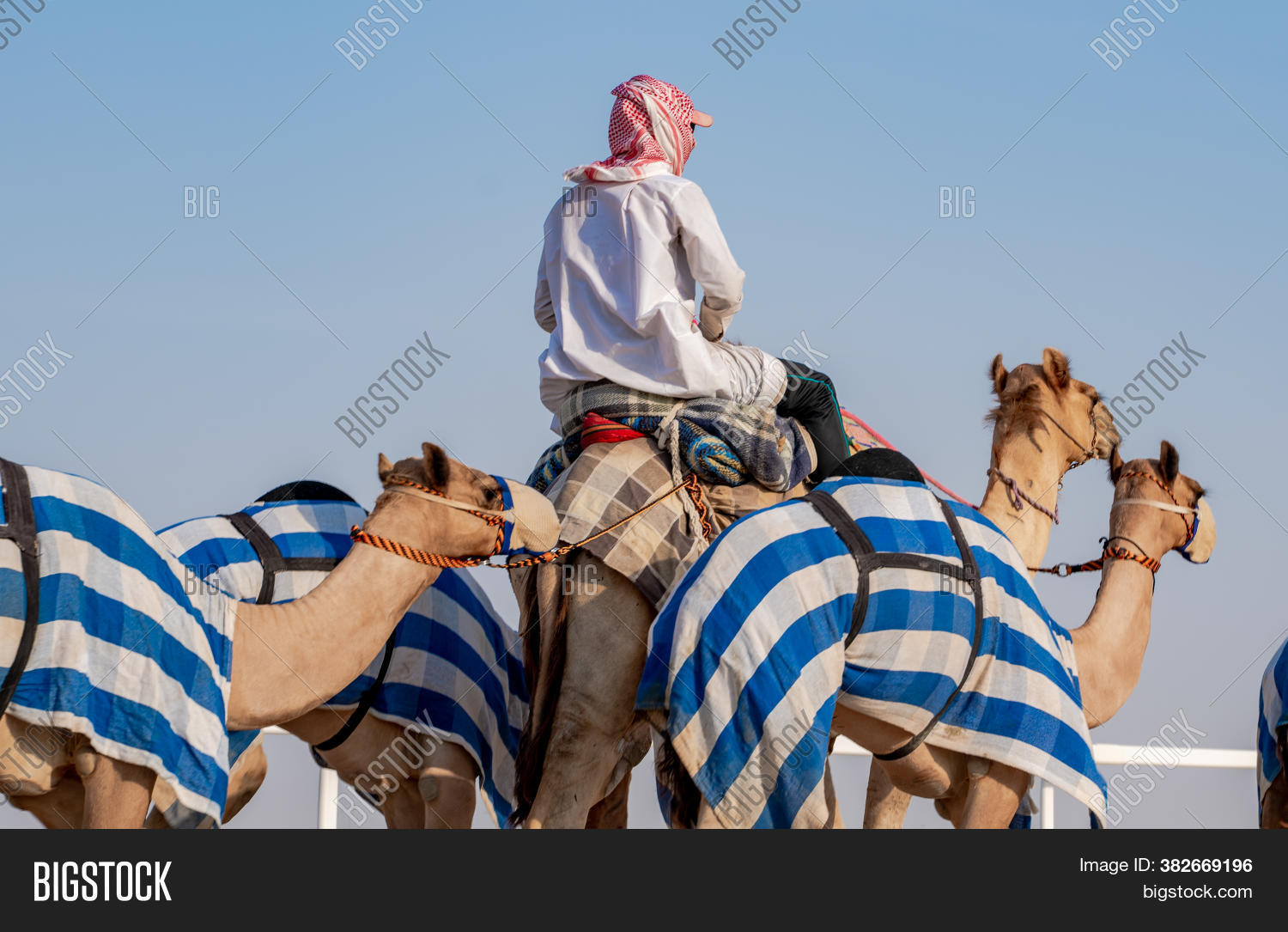 Jockeys Taking Camels Image & Photo (Free Trial) | Bigstock