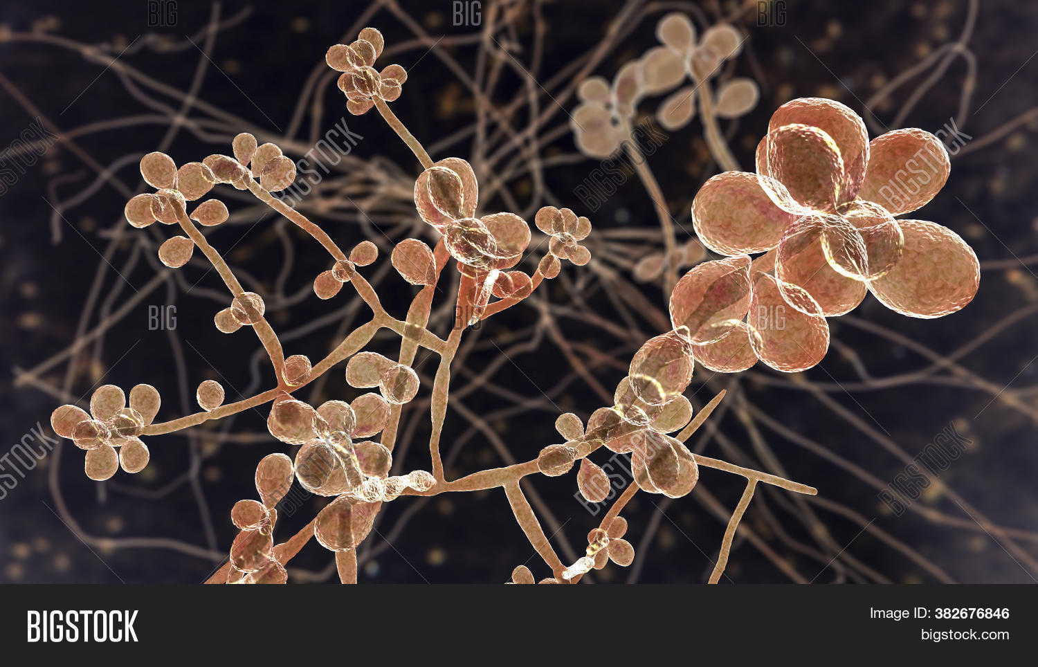 Fungus Sporothrix Image & Photo (Free Trial) | Bigstock