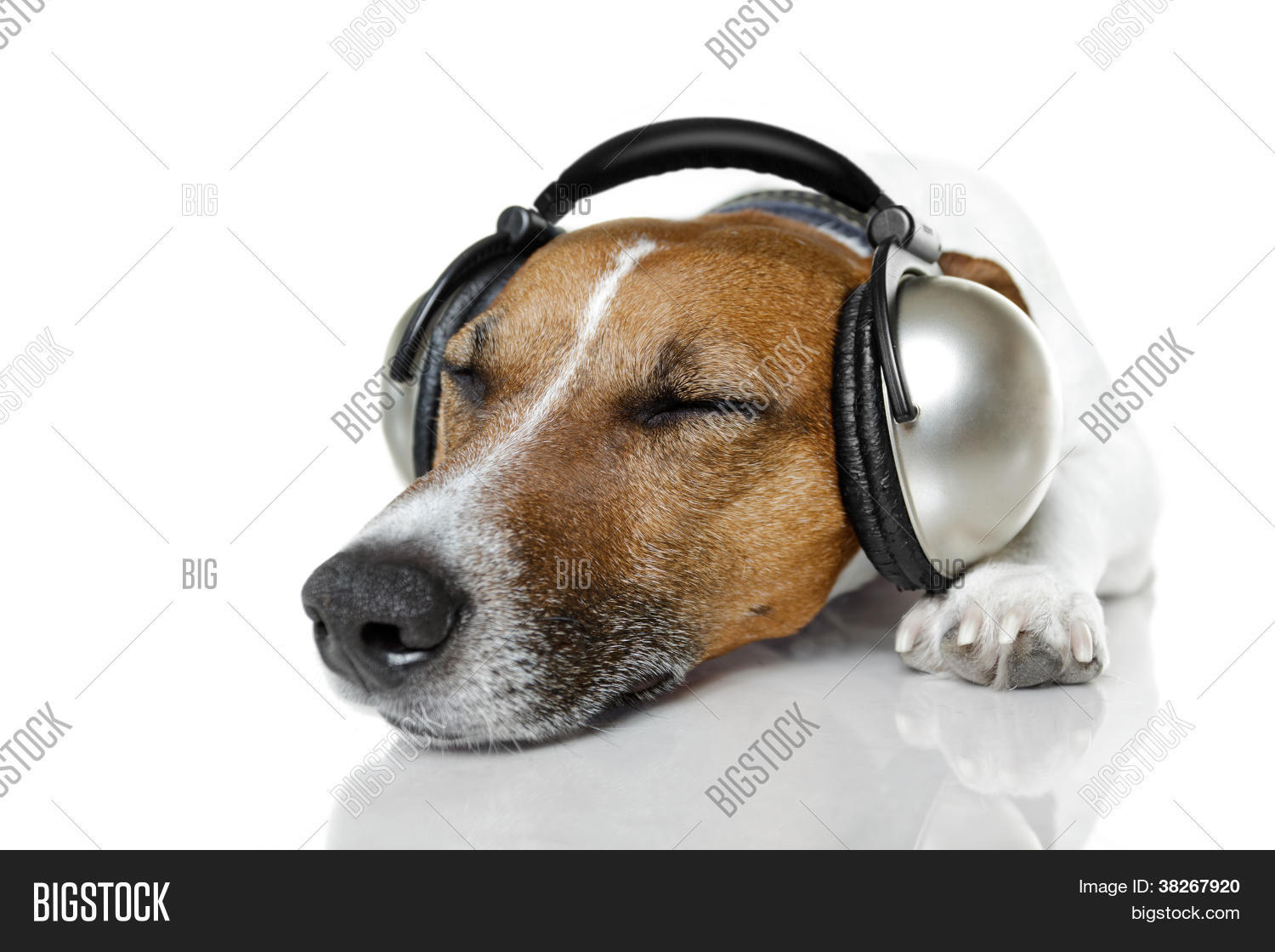 Dog Listen Music Music Image & Photo (Free Trial) | Bigstock