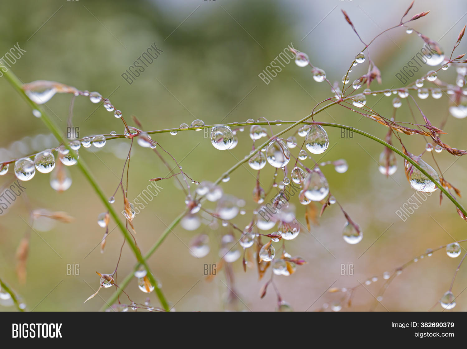 Wild Flowers Dew Drops Image & Photo (Free Trial) | Bigstock