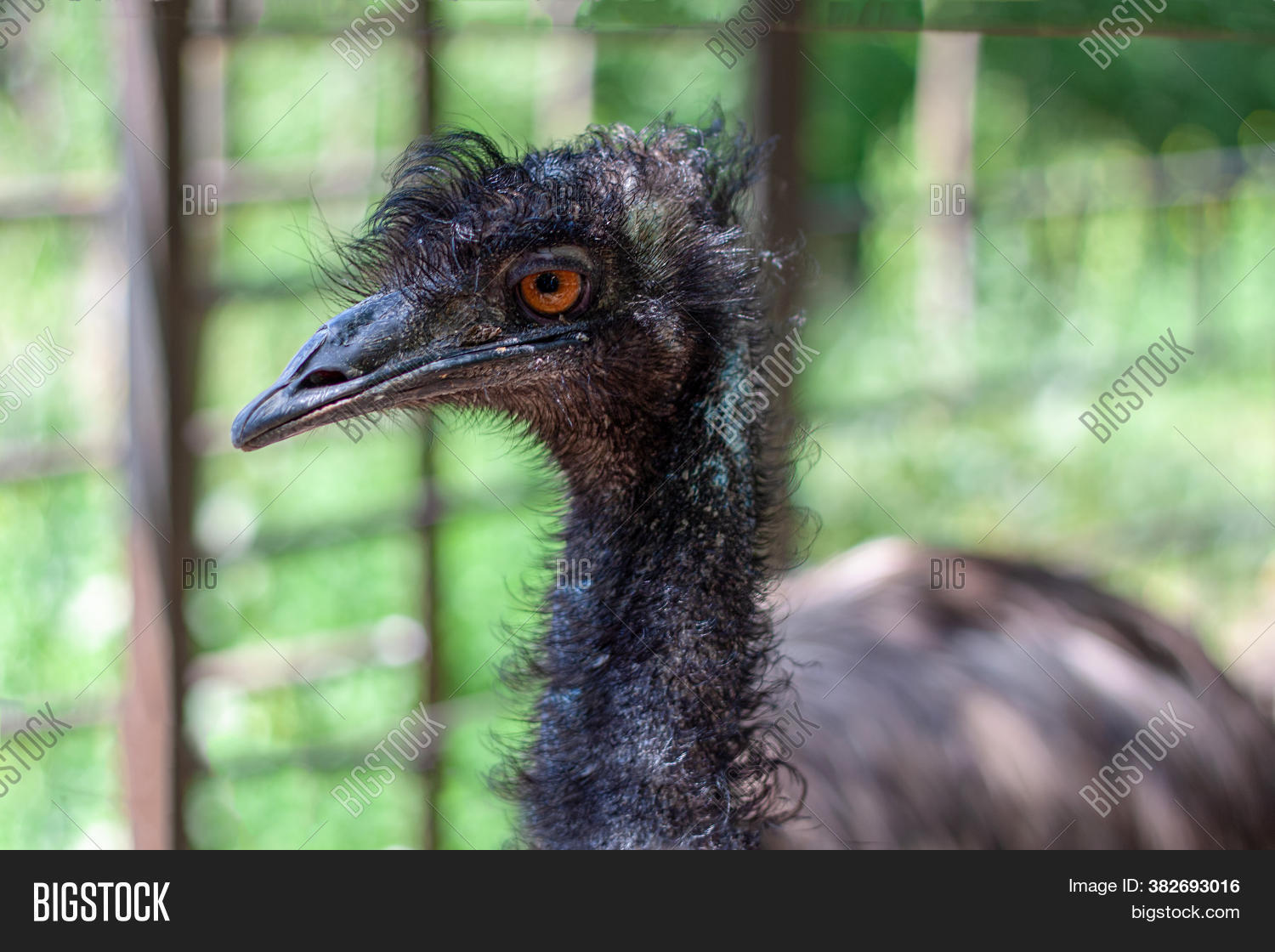 Photo Head Emu ( Image & Photo (Free Trial) | Bigstock