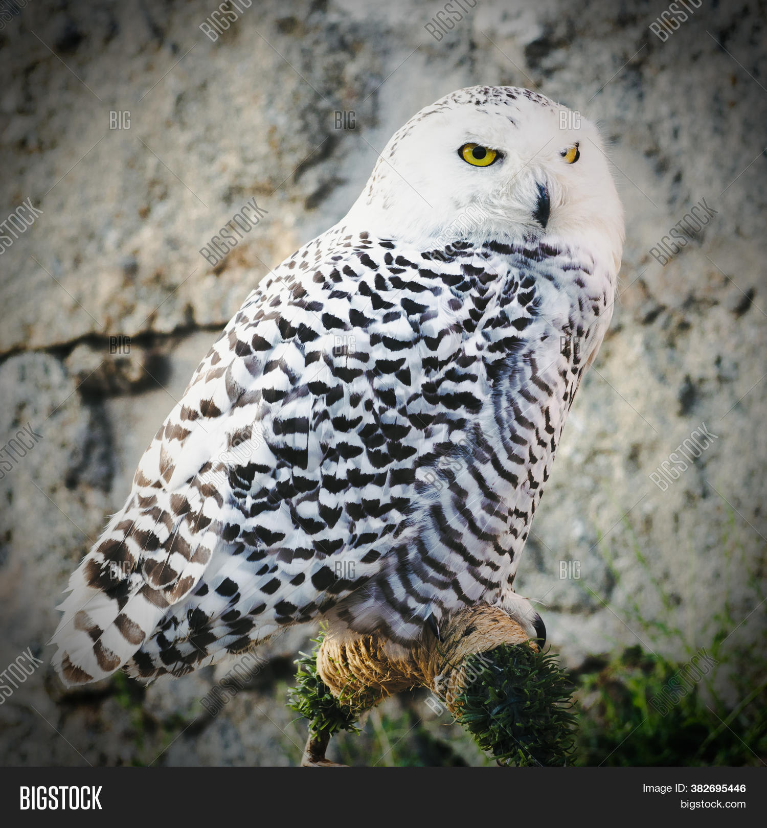 Portrait Snowy Owl Image & Photo (Free Trial) | Bigstock
